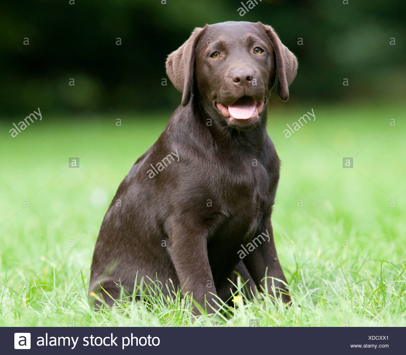 Labrador Retriever Puppy High Resolution Stock Photography and Images ...