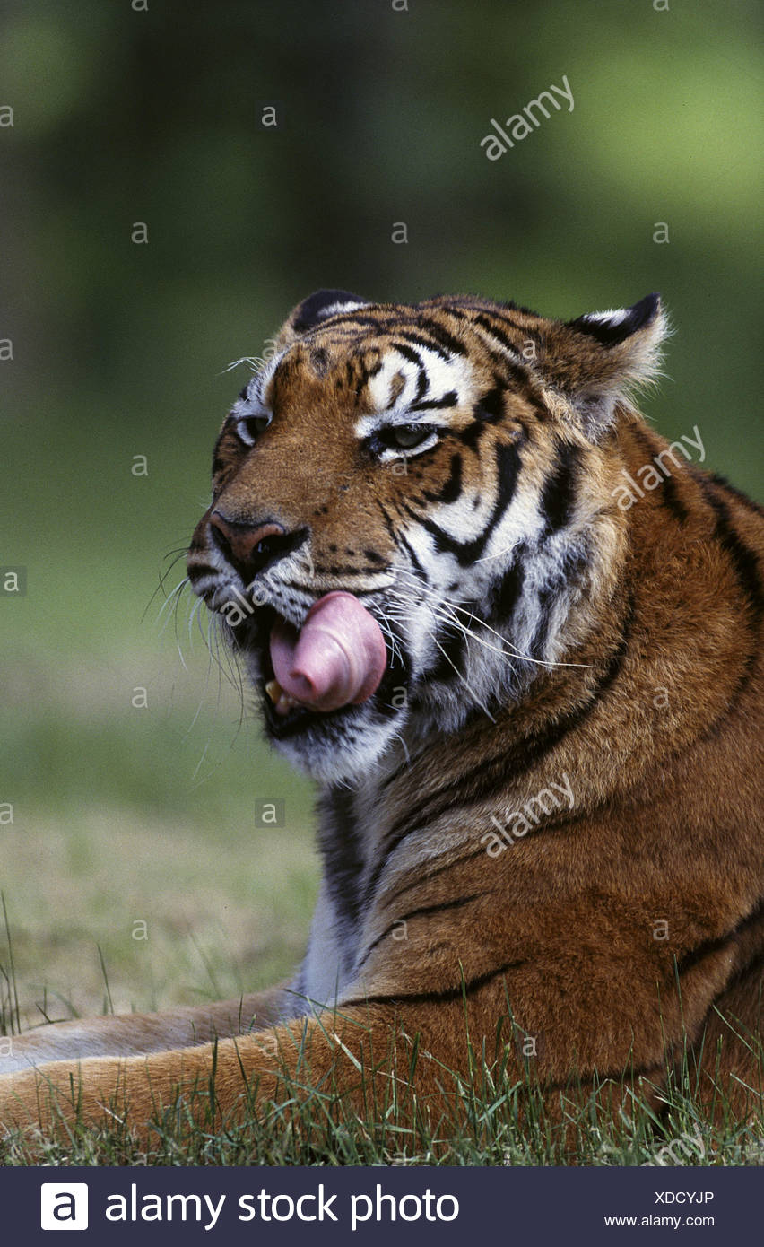 Bengal G Stock Photos & Bengal G Stock Images - Alamy