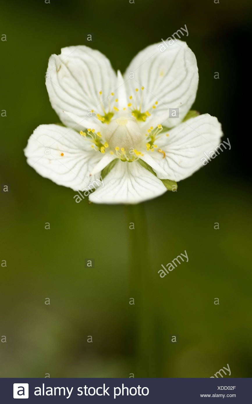 Grass Of Parnassus High Resolution Stock Photography and Images - Alamy