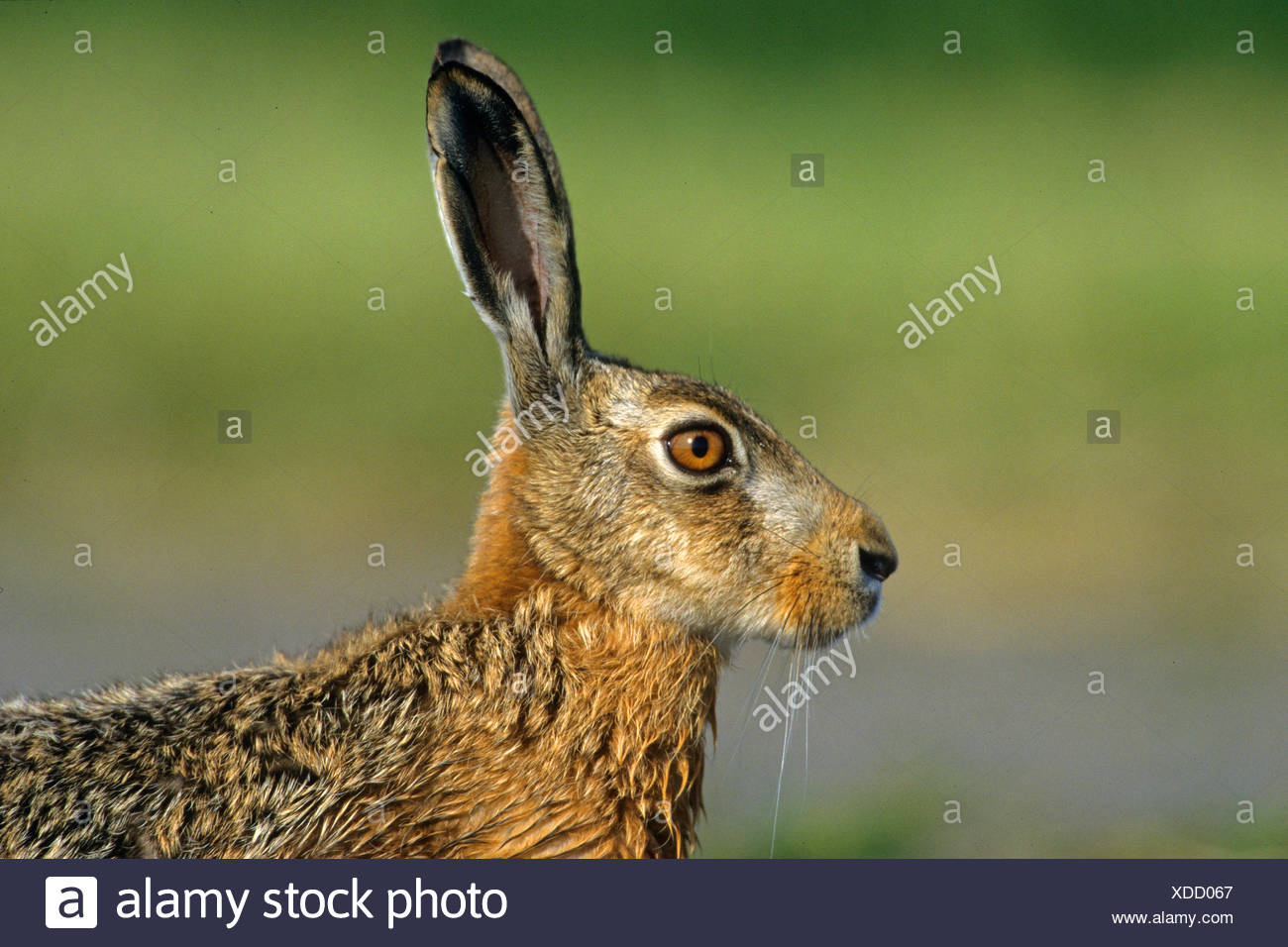 Rabbit Side View High Resolution Stock Photography and Images - Alamy