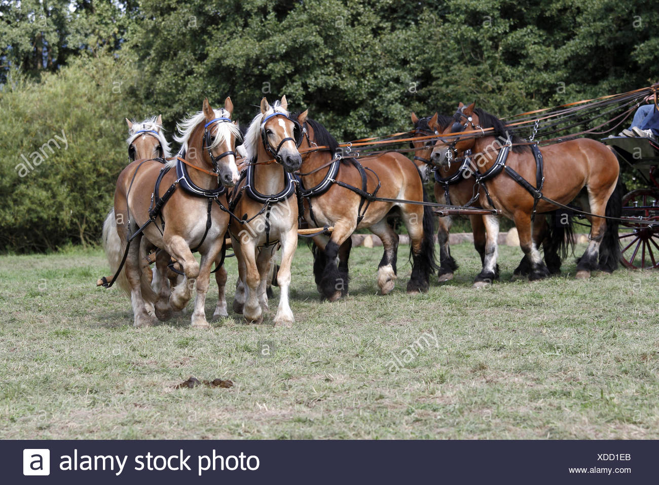 Carthorses High Resolution Stock Photography and Images - Alamy