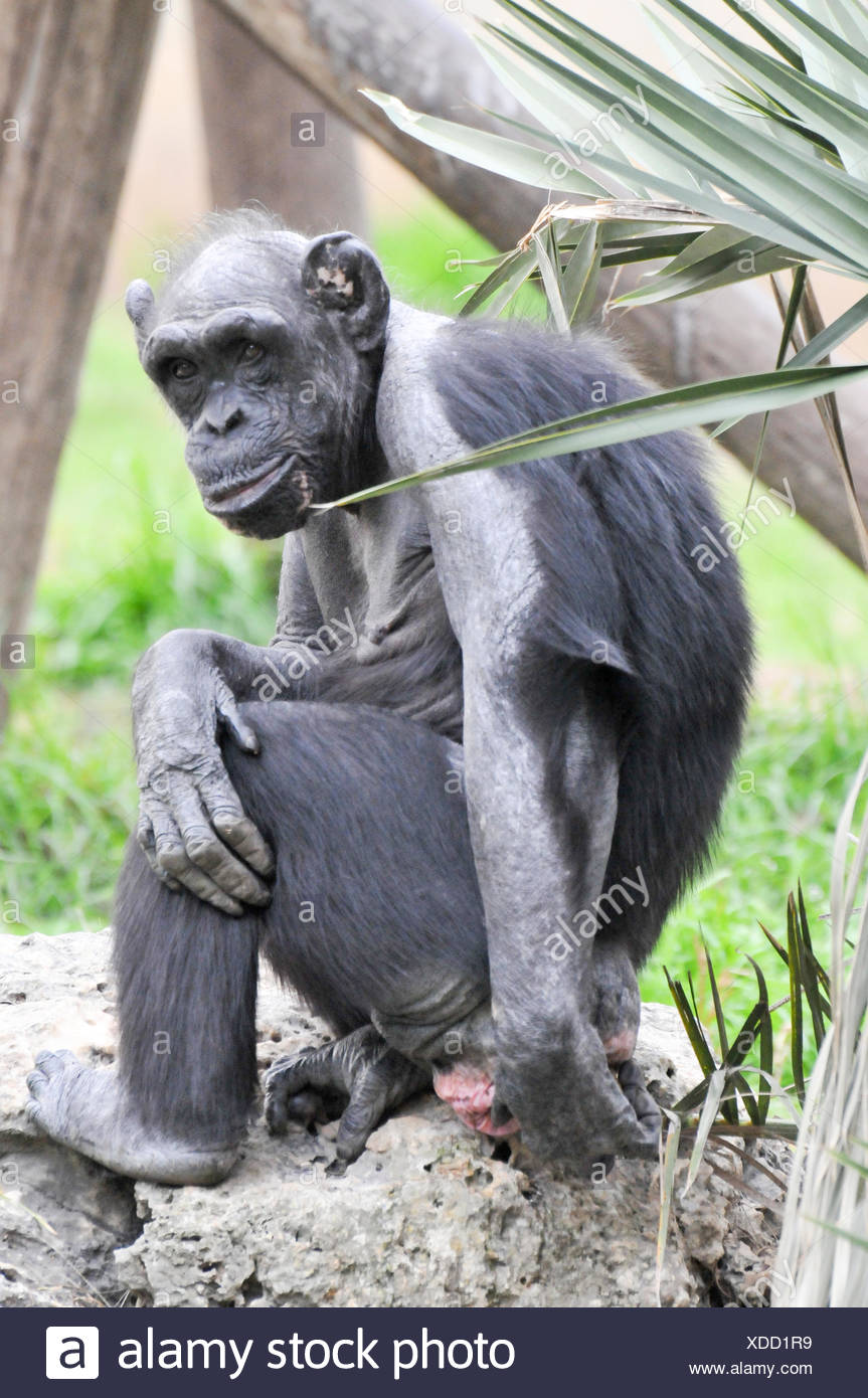 Chimpanzee Mouth Teeth High Resolution Stock Photography and Images - Alamy