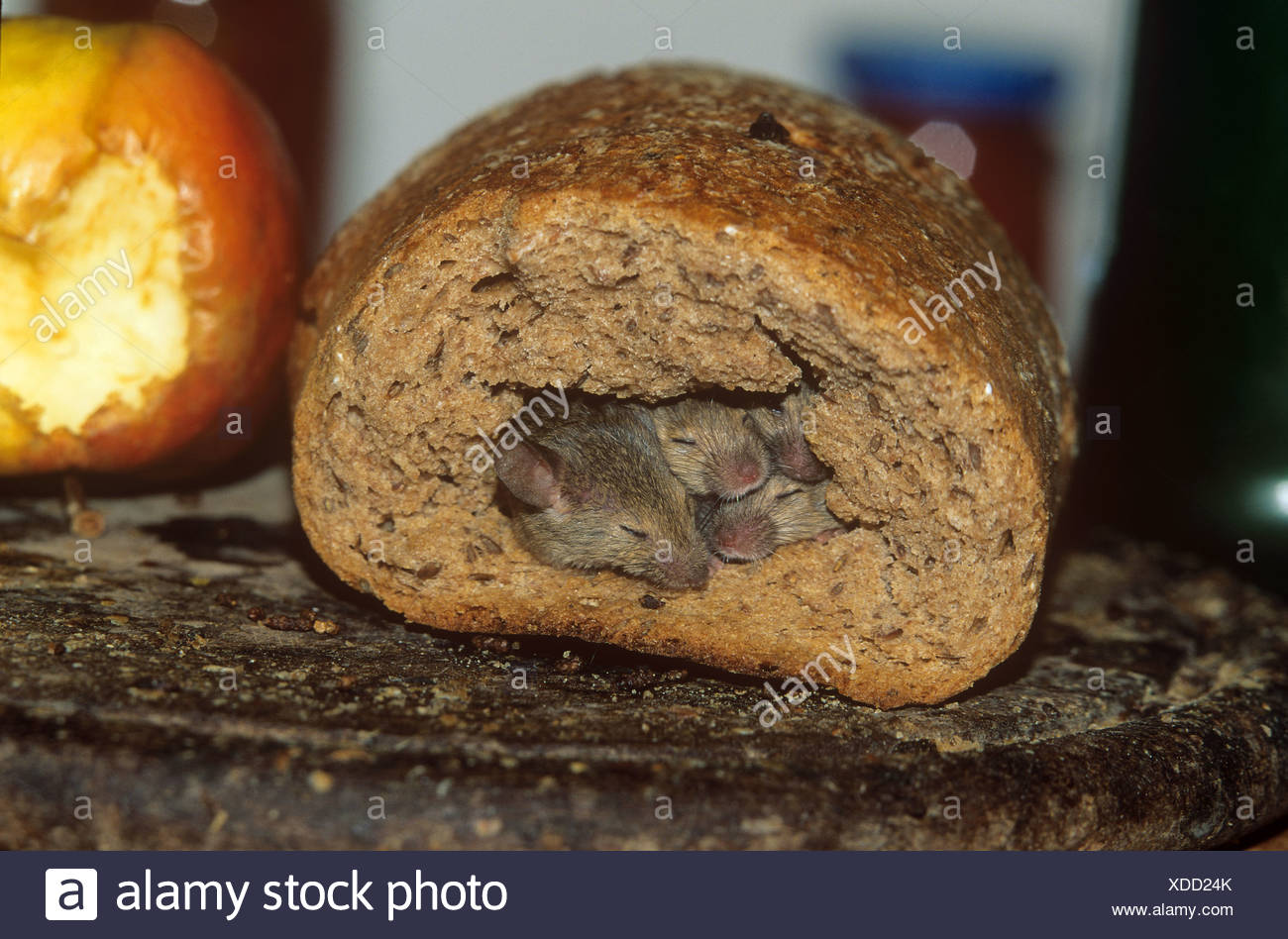Of Mice High Resolution Stock Photography and Images - Alamy