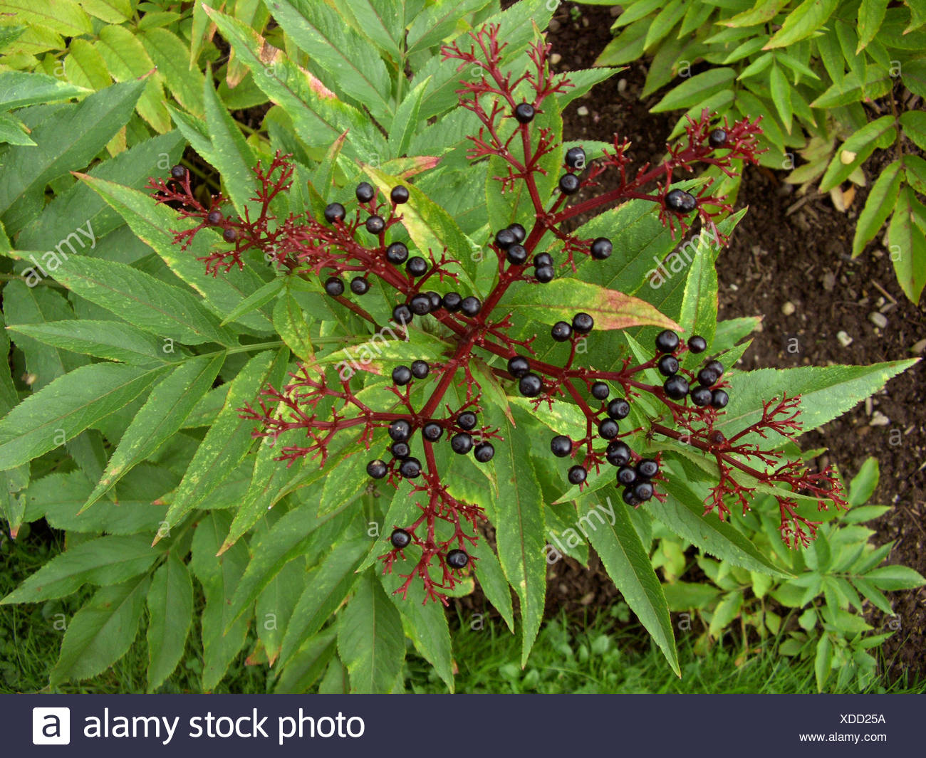 Dwarf Elderberry High Resolution Stock Photography and Images - Alamy