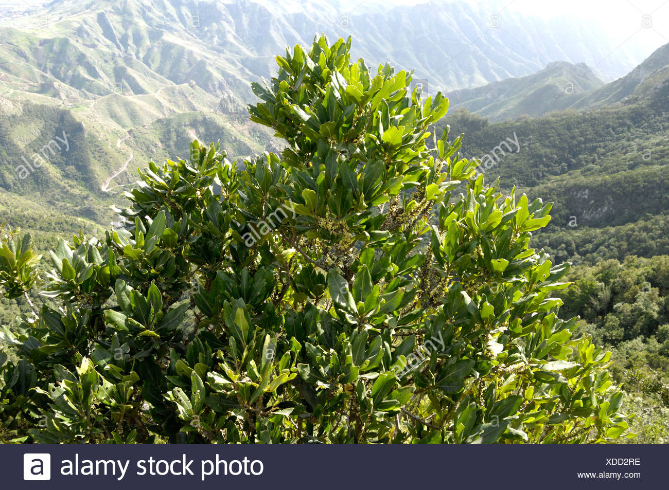 Laurus Canariensis High Resolution Stock Photography and Images - Alamy