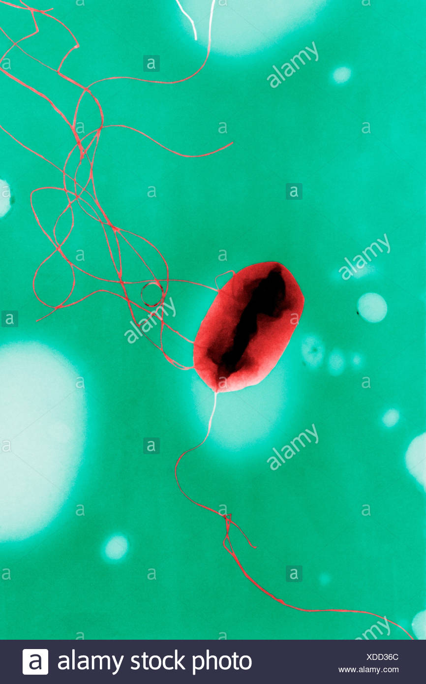 E Coli With Flagella Stock Photos & E Coli With Flagella Stock Images ...