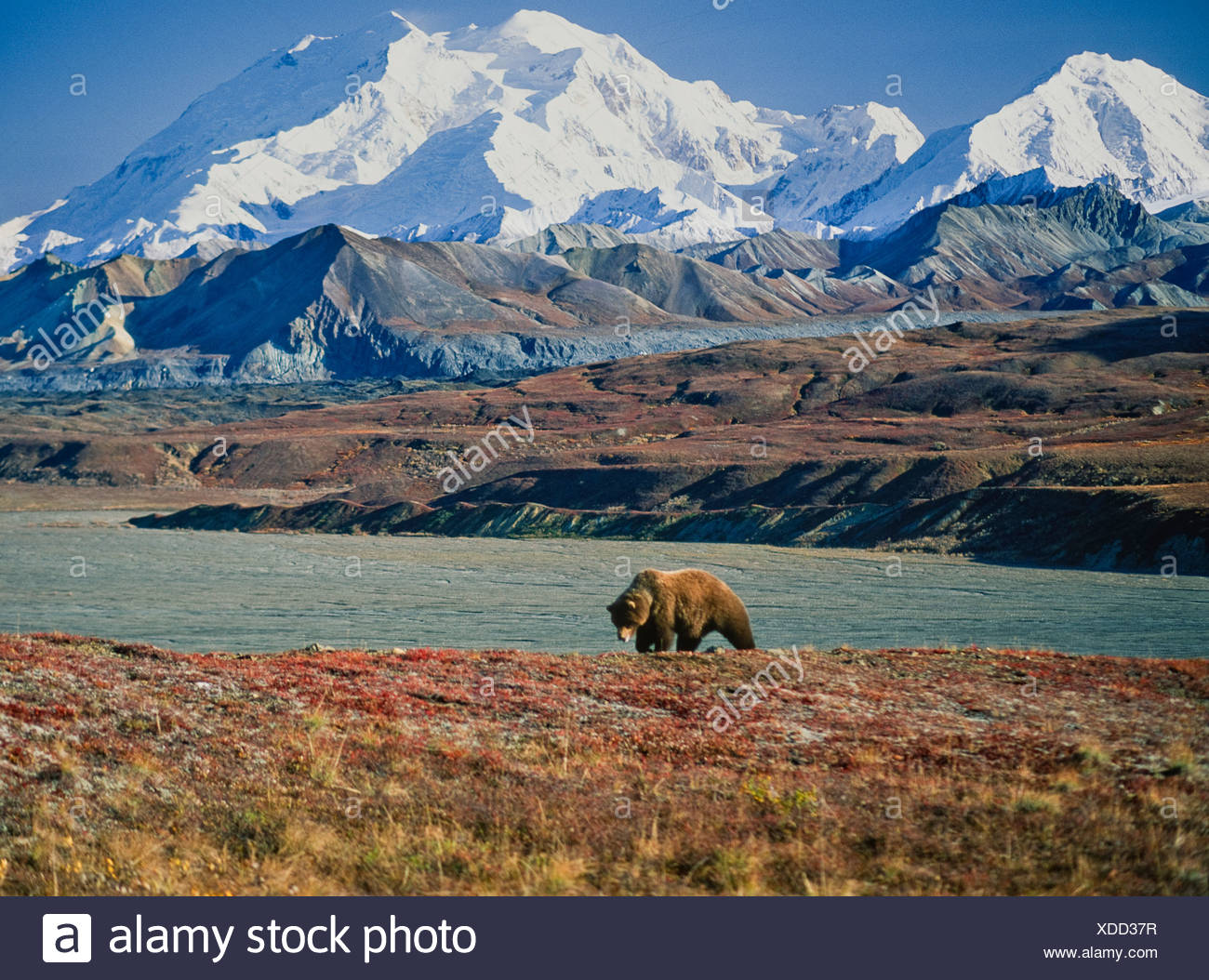 Grizzly Bear Denali National Park at Sarah Kilgore blog