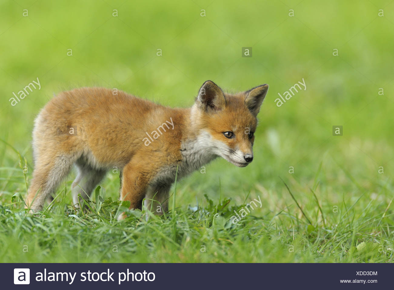 Fuchs Germany Stock Photos & Fuchs Germany Stock Images - Alamy