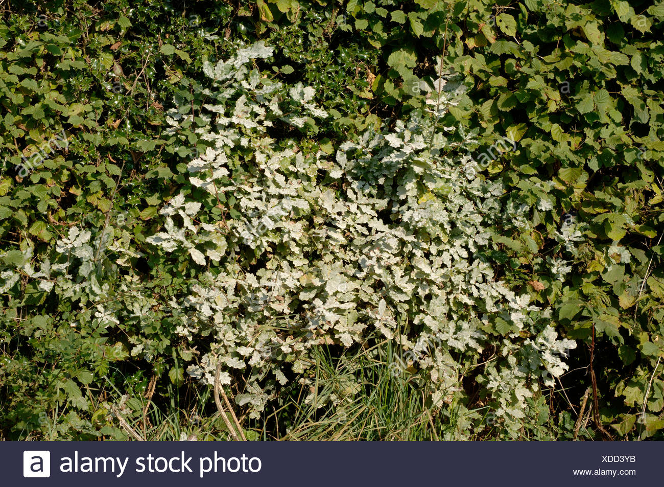 Microsphaera Alphitoides High Resolution Stock Photography and Images ...