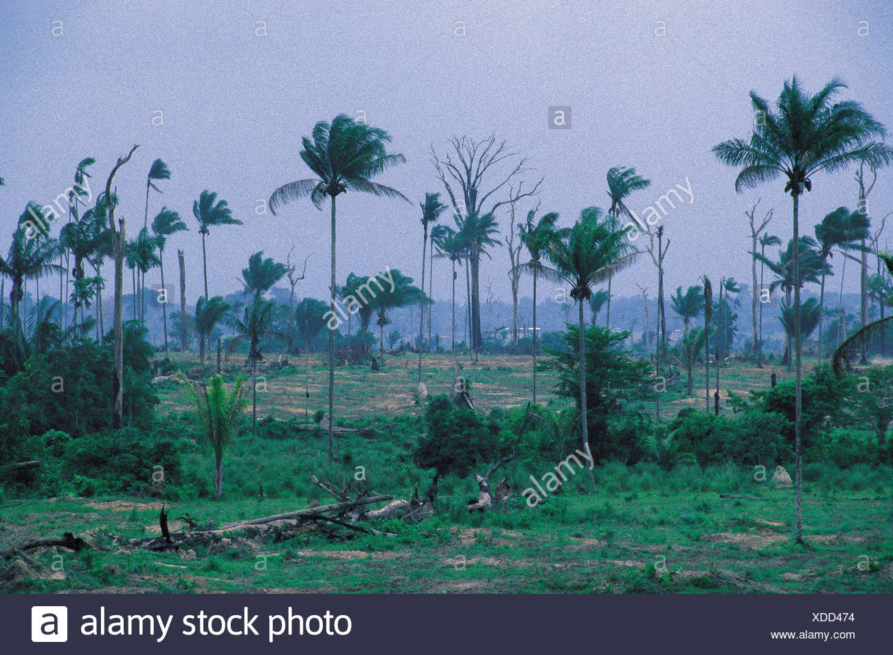 Cleared Rainforest High Resolution Stock Photography and Images - Alamy