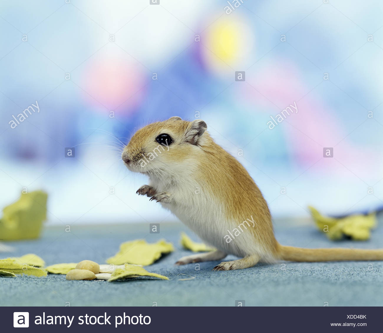 Rongeurs Stock Photos & Rongeurs Stock Images - Alamy