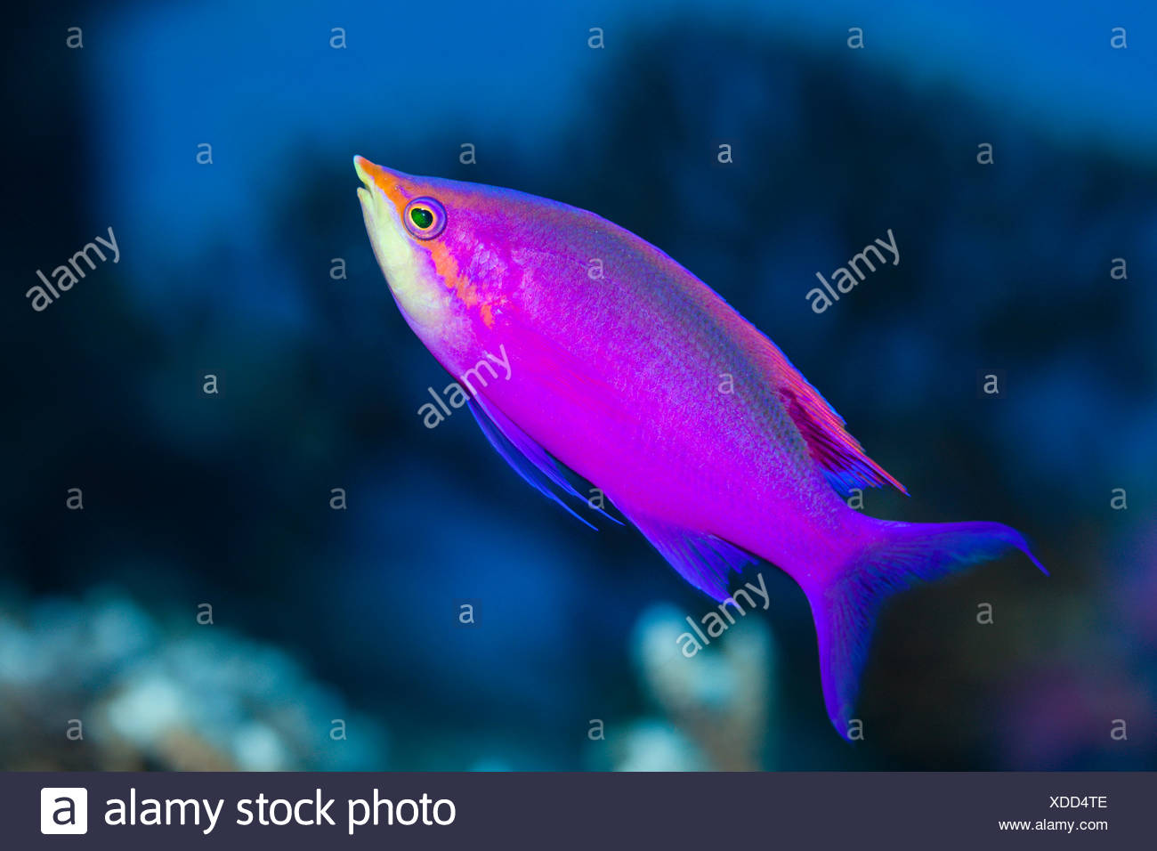 Pseudanthias Tuka High Resolution Stock Photography and Images - Alamy