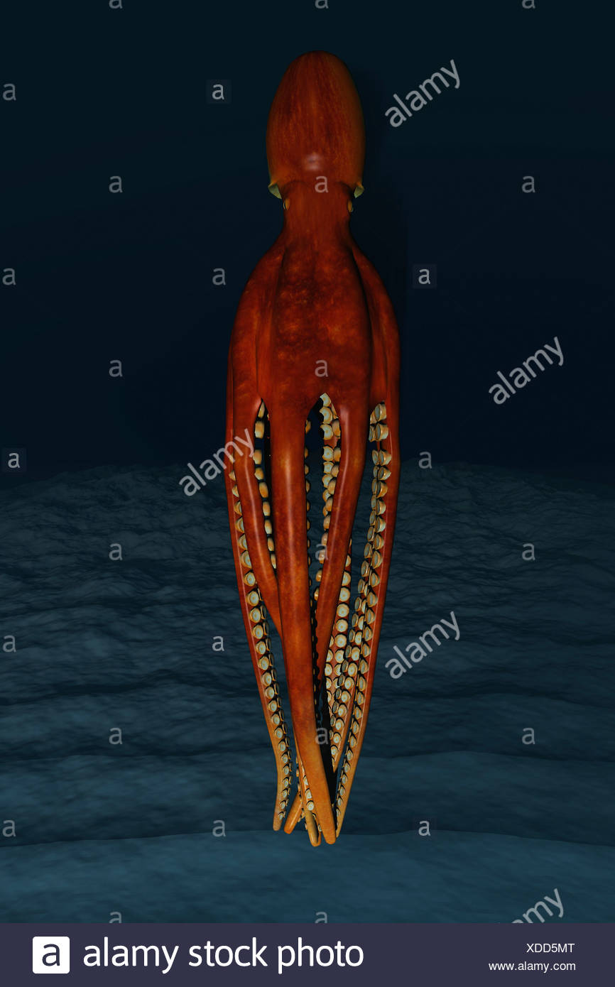 Octopus Illustration Stock Photos & Octopus Illustration Stock Images ...