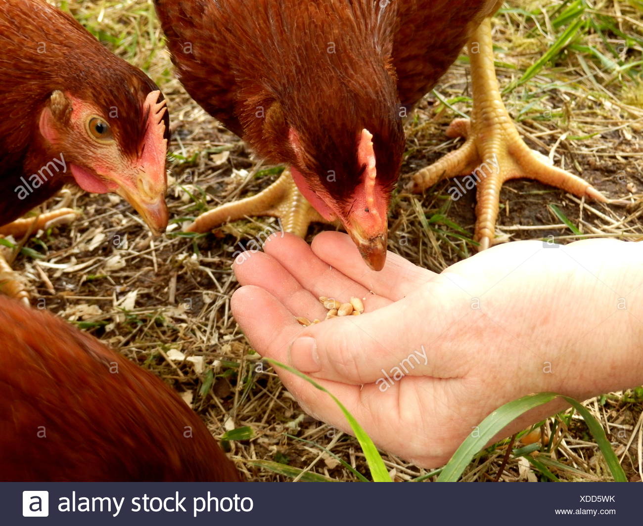 Maran Hen High Resolution Stock Photography and Images - Alamy