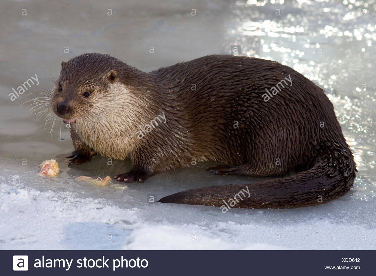 Common Otter High Resolution Stock Photography and Images - Alamy