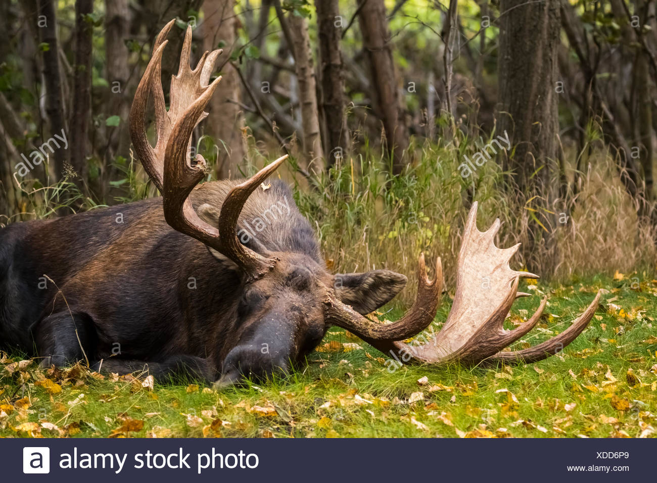 Moose Sleeping Stock Photos & Moose Sleeping Stock Images - Alamy