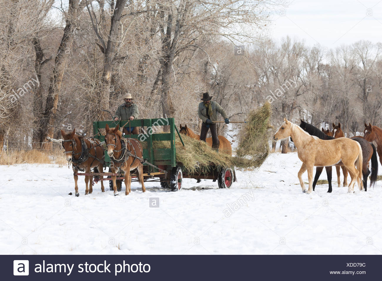 Two Mules Stock Photos & Two Mules Stock Images - Alamy