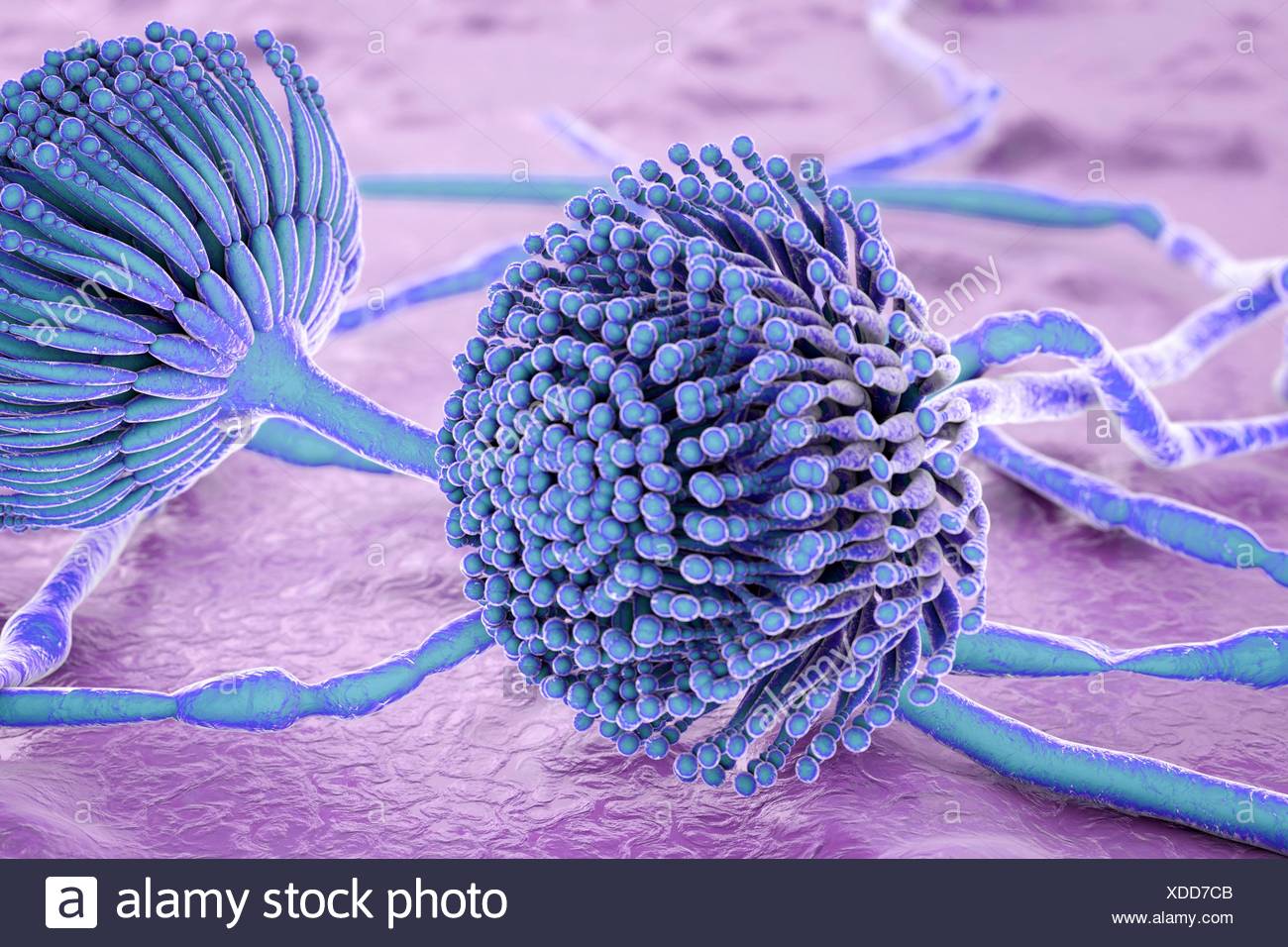 Aspergillus Fungus High Resolution Stock Photography and Images - Alamy
