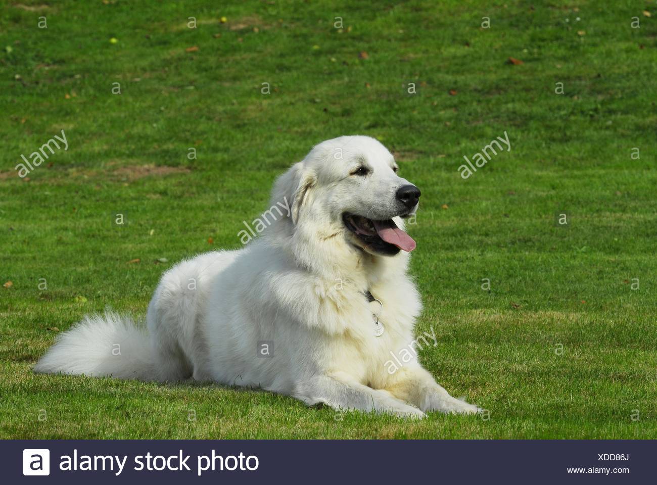 Great Pyrenees Mountain Dog High Resolution Stock Photography and ...