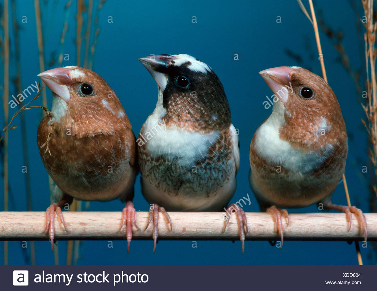 Bengalese Finches High Resolution Stock Photography and Images - Alamy