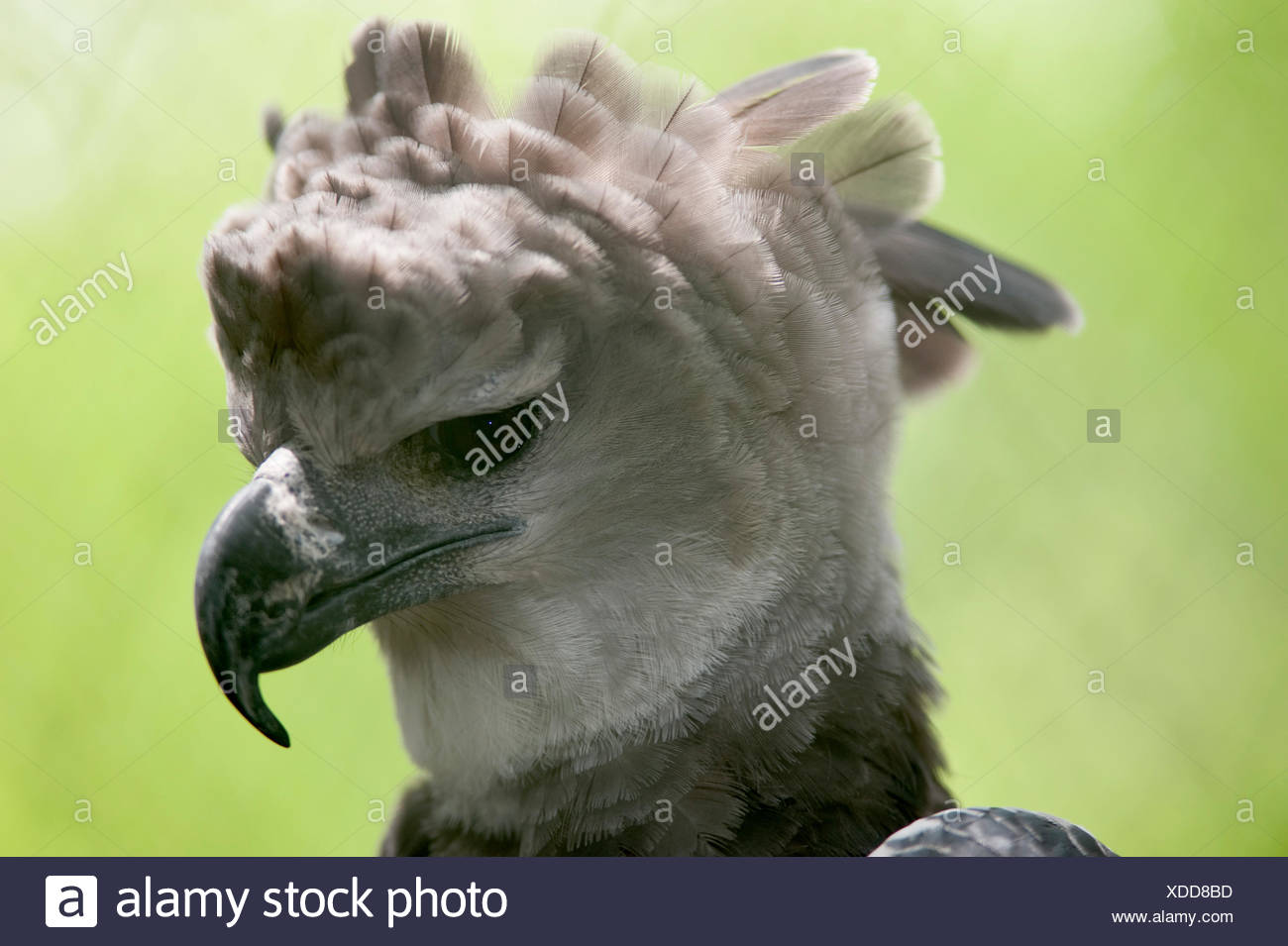 Harpy Eagle Harpia Harpyja Panama High Resolution Stock Photography and ...