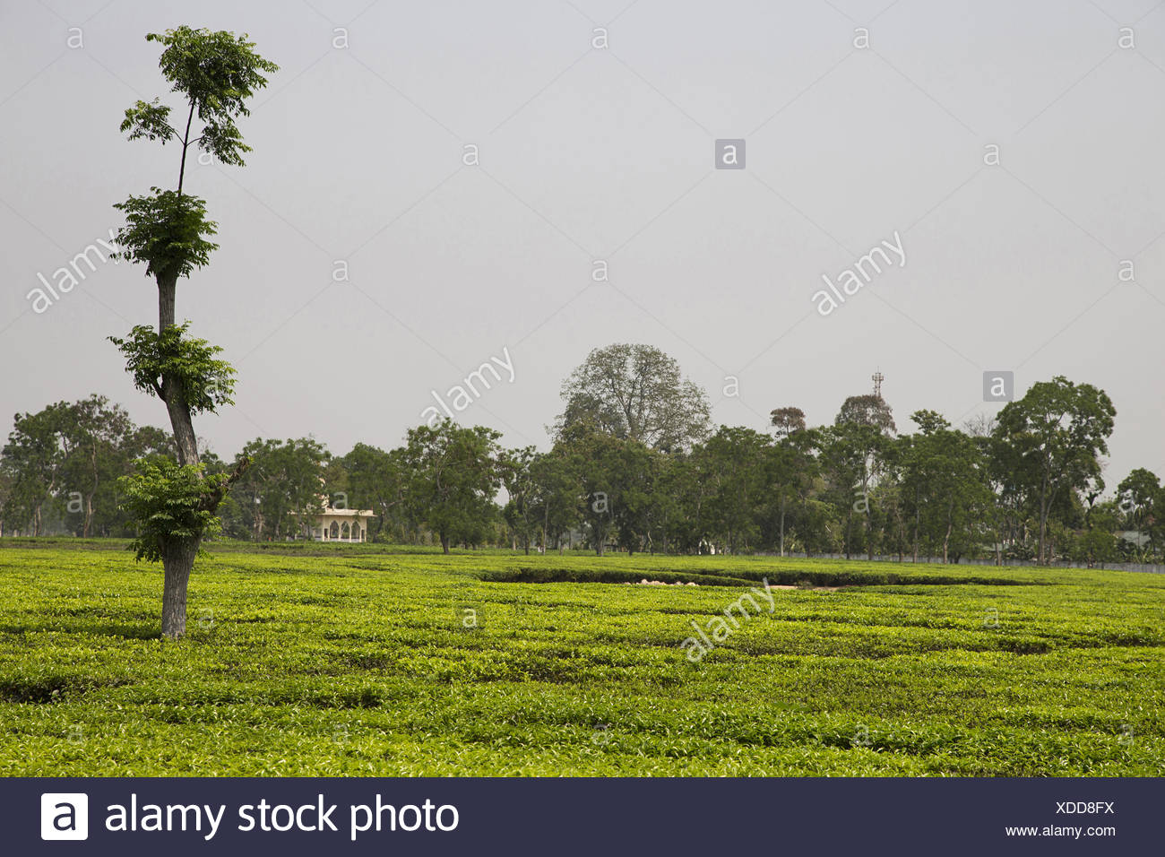 Jorhat Assam High Resolution Stock Photography and Images - Alamy