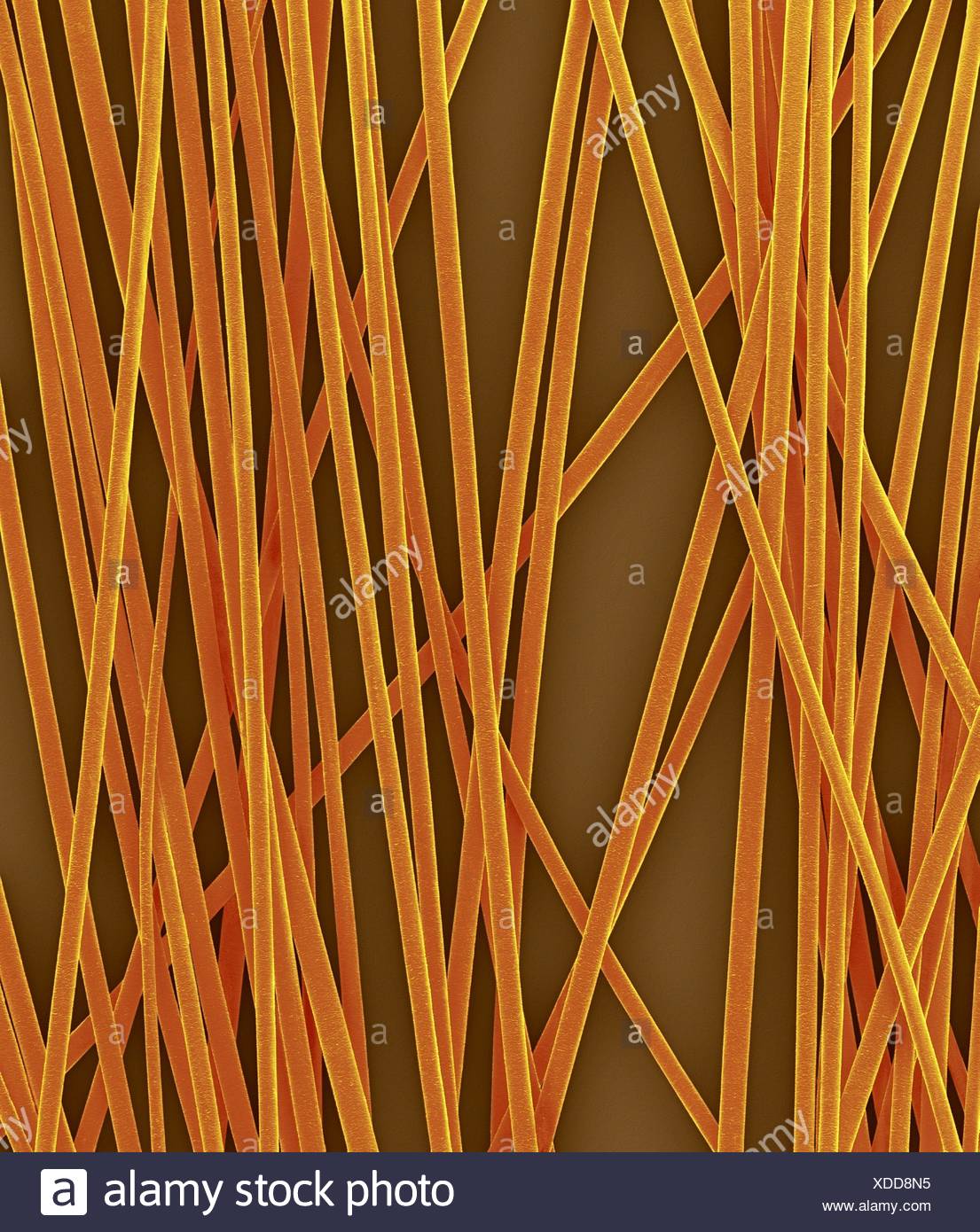 Human Hair Shafts From Head High Resolution Stock Photography and ...