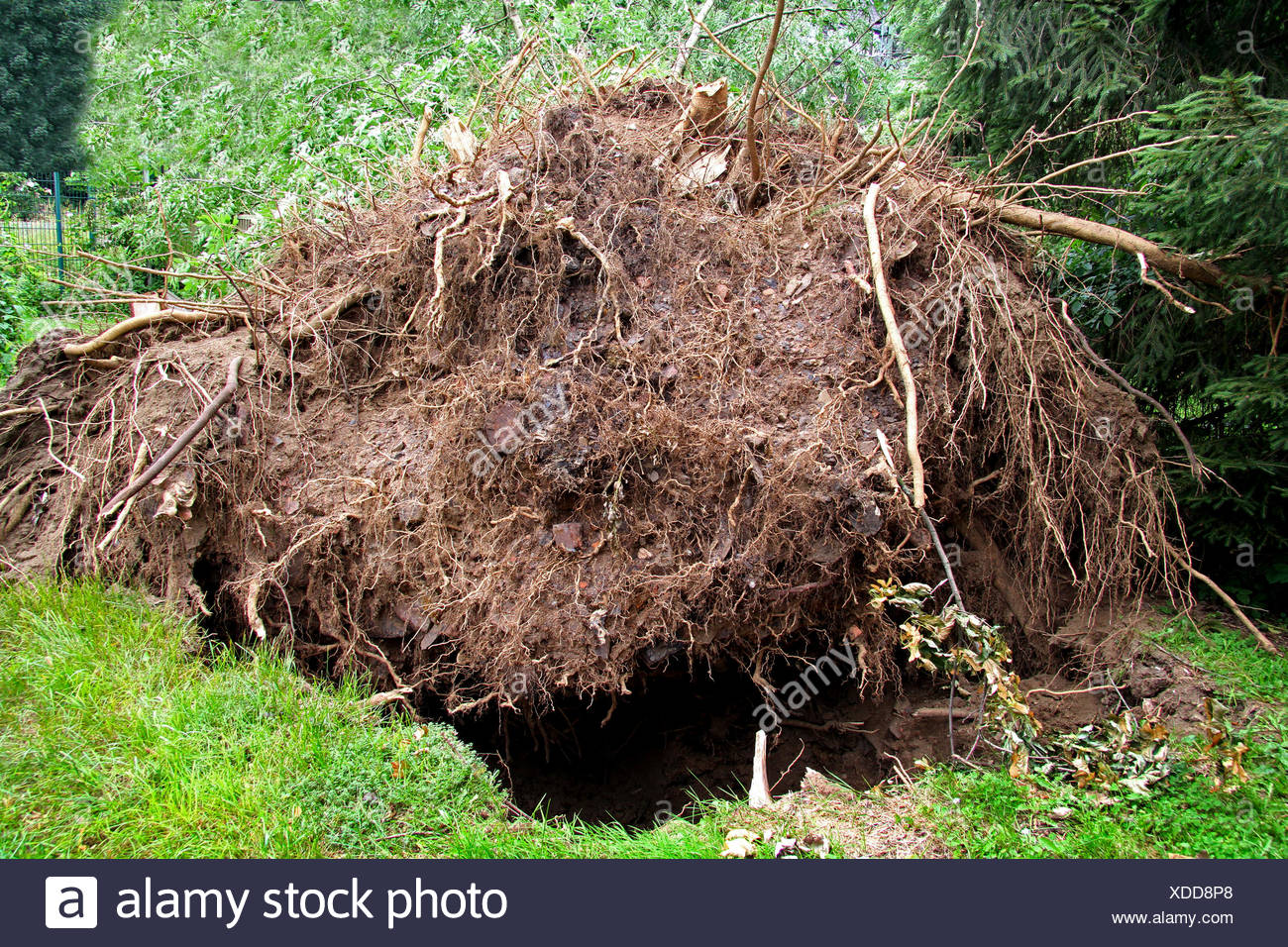 Ash Tree Root High Resolution Stock Photography and Images - Alamy