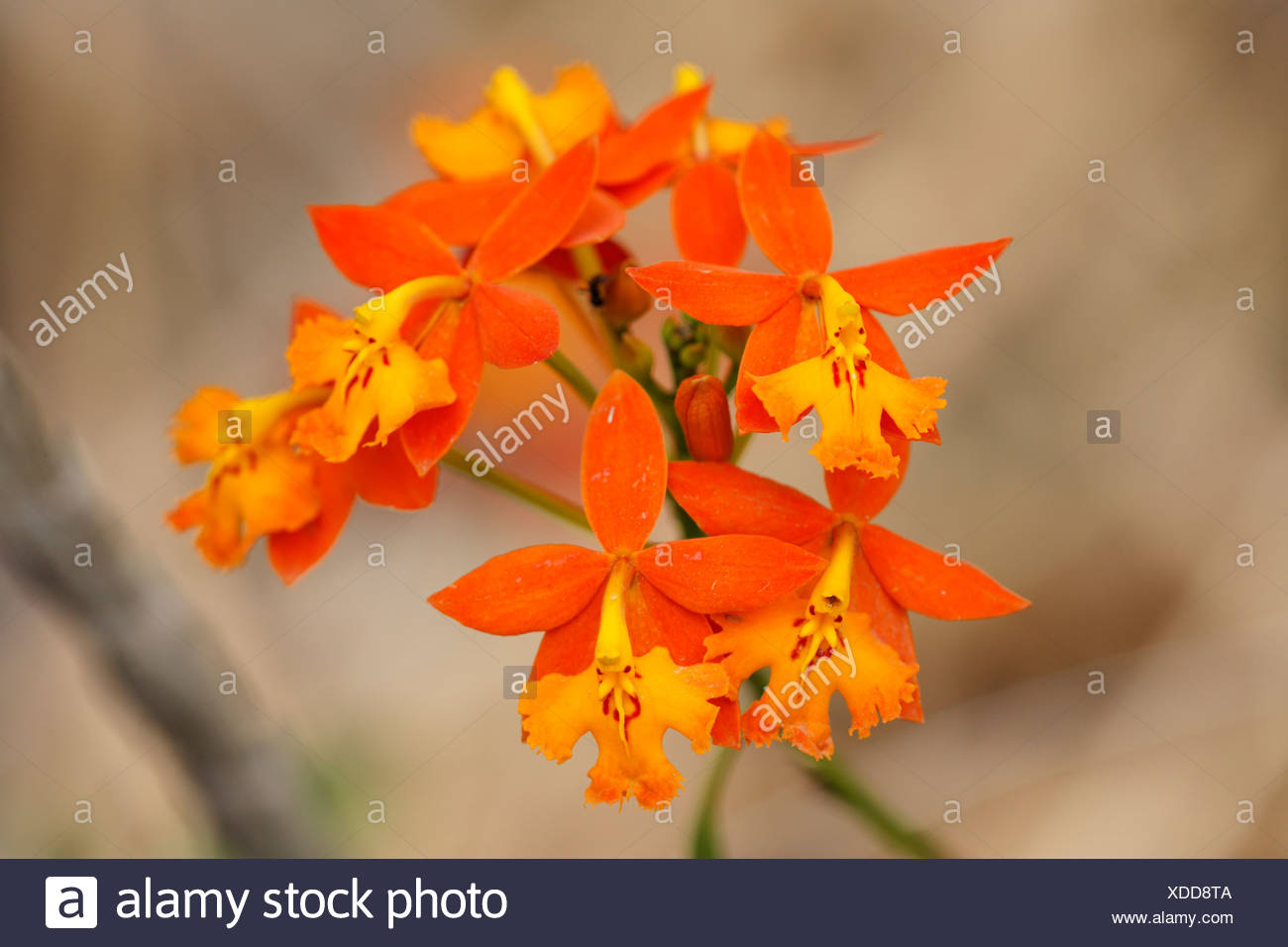 Orchidee Costa Rica High Resolution Stock Photography and Images - Alamy