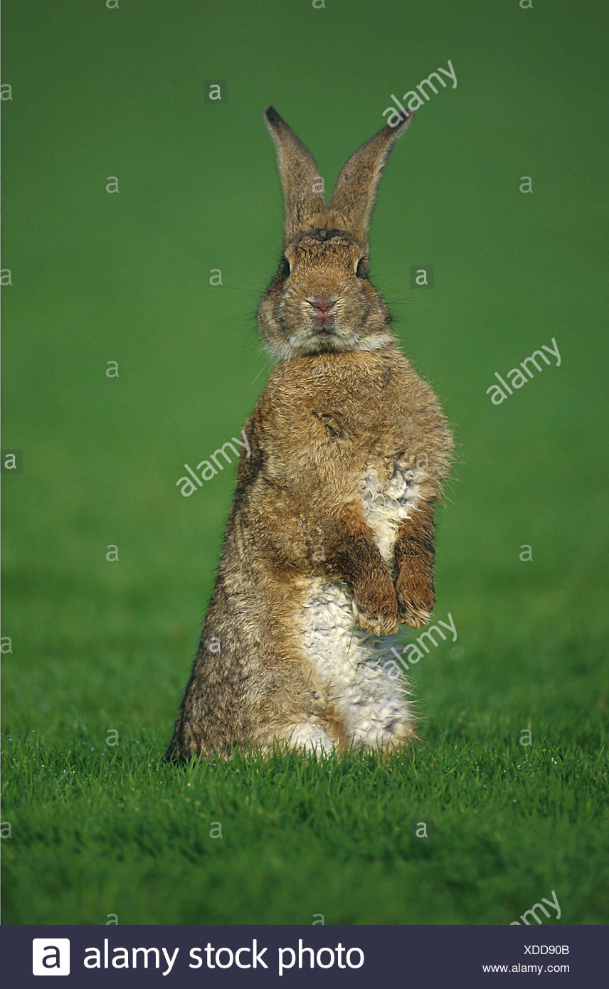 Rabbit Sitting Up On The Hind Legs High Resolution Stock Photography ...