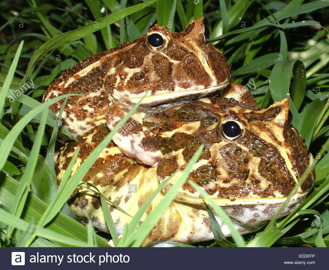 Cranwelli High Resolution Stock Photography and Images - Alamy