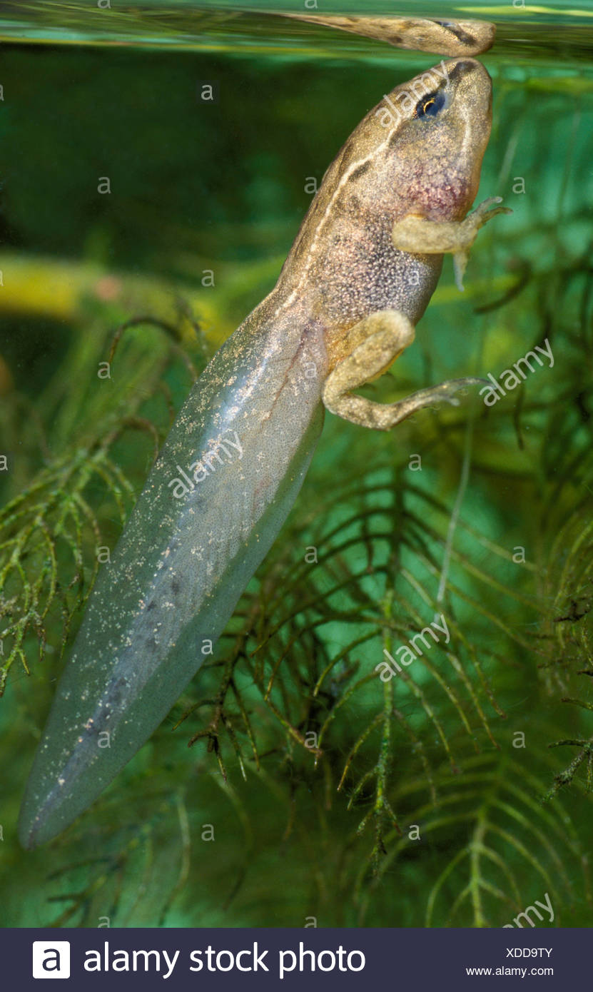 Lifecycle Tadpole High Resolution Stock Photography and Images - Alamy