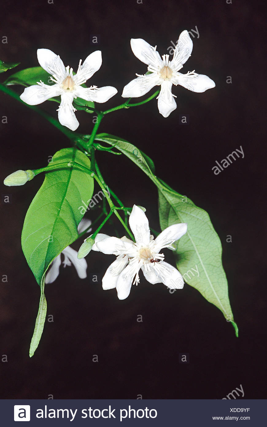 White Sap High Resolution Stock Photography and Images - Alamy