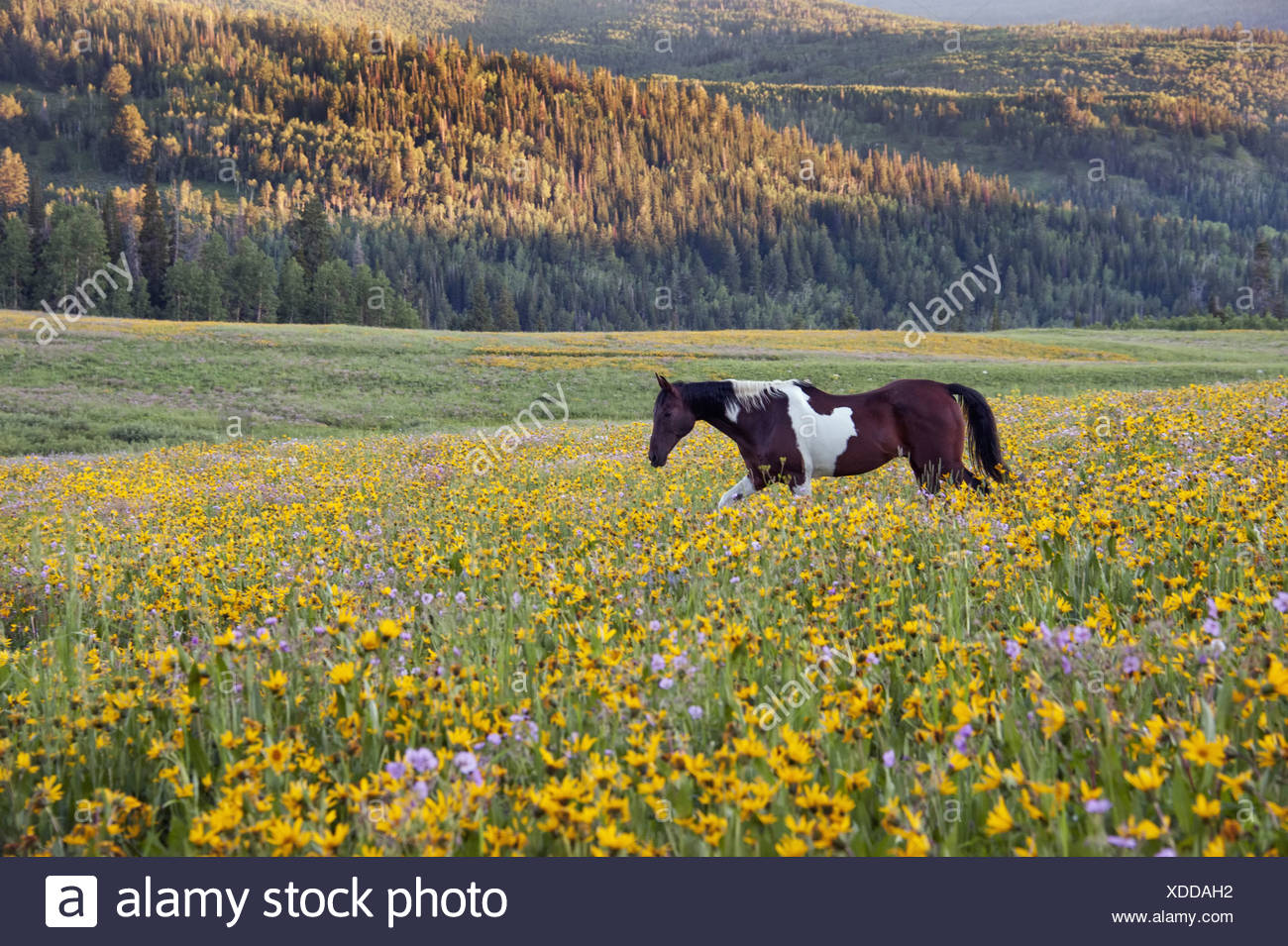 Wildflowers And Horse High Resolution Stock Photography and Images - Alamy