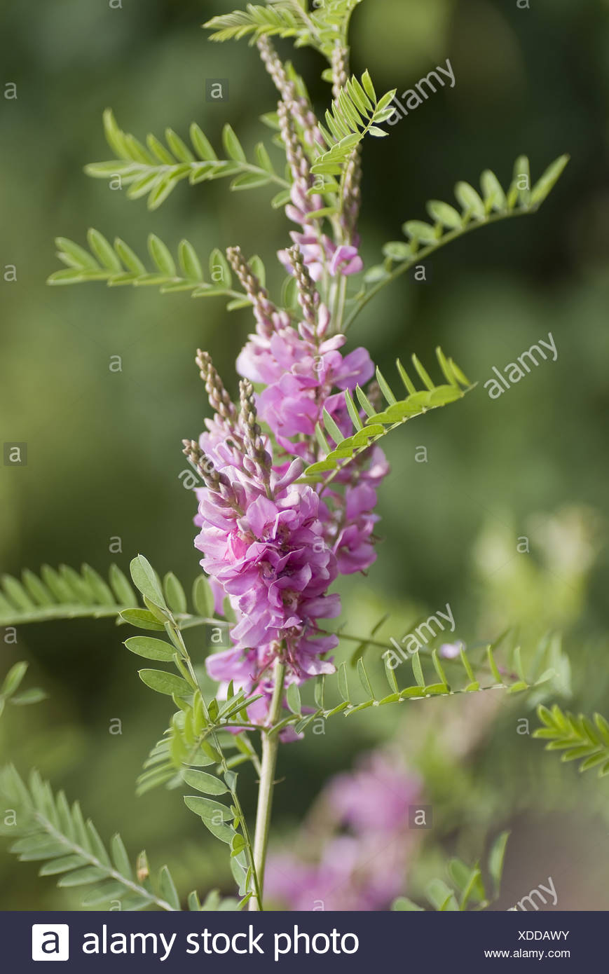 Indigofera High Resolution Stock Photography and Images - Alamy