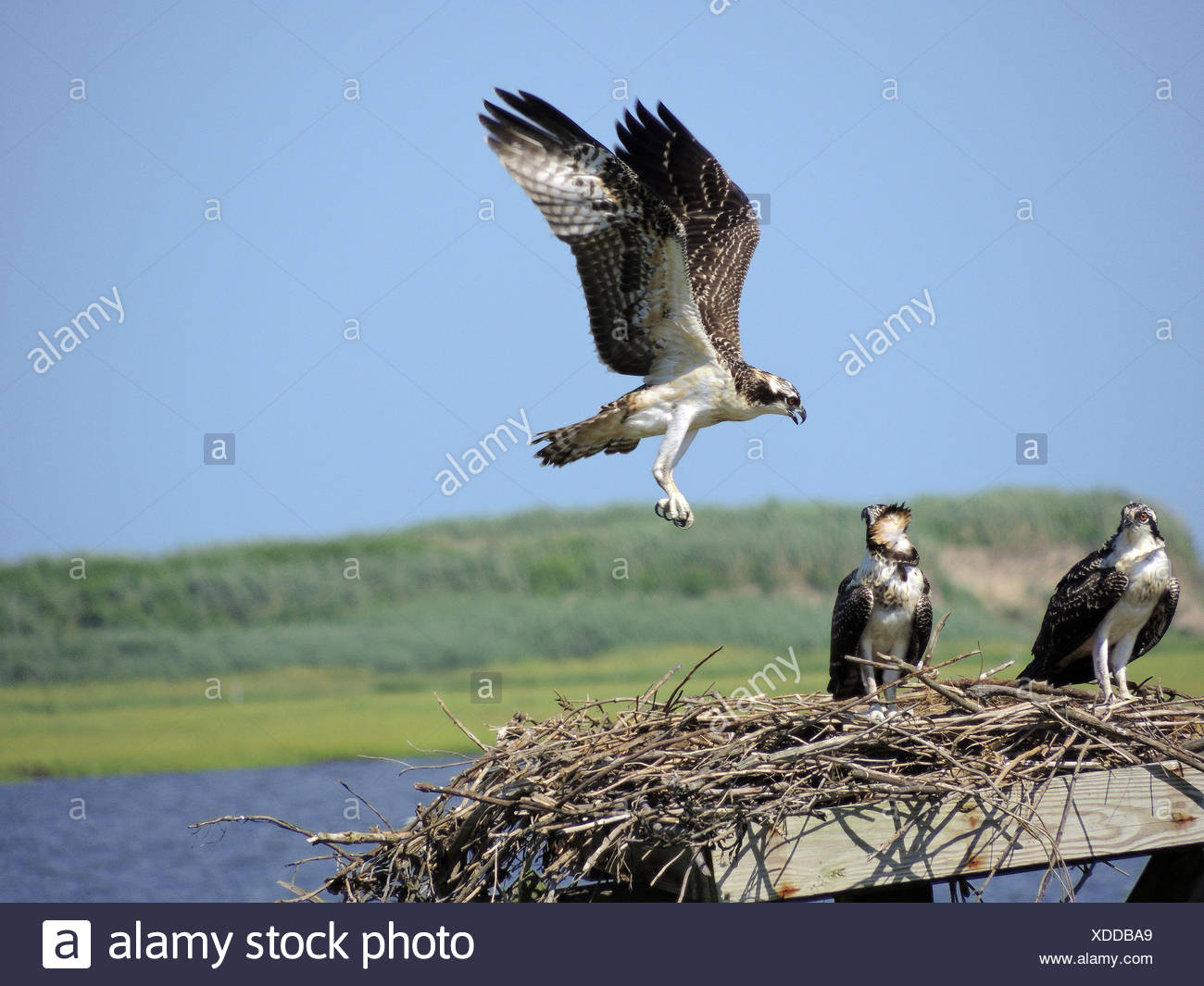 Juvenile Osprey Flying Stock Photos & Juvenile Osprey Flying Stock ...