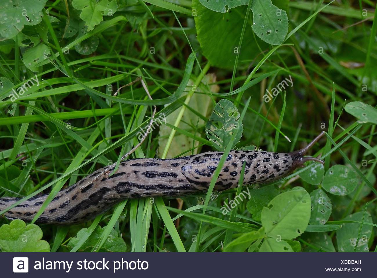 Tiger Slug Stock Photos & Tiger Slug Stock Images - Alamy