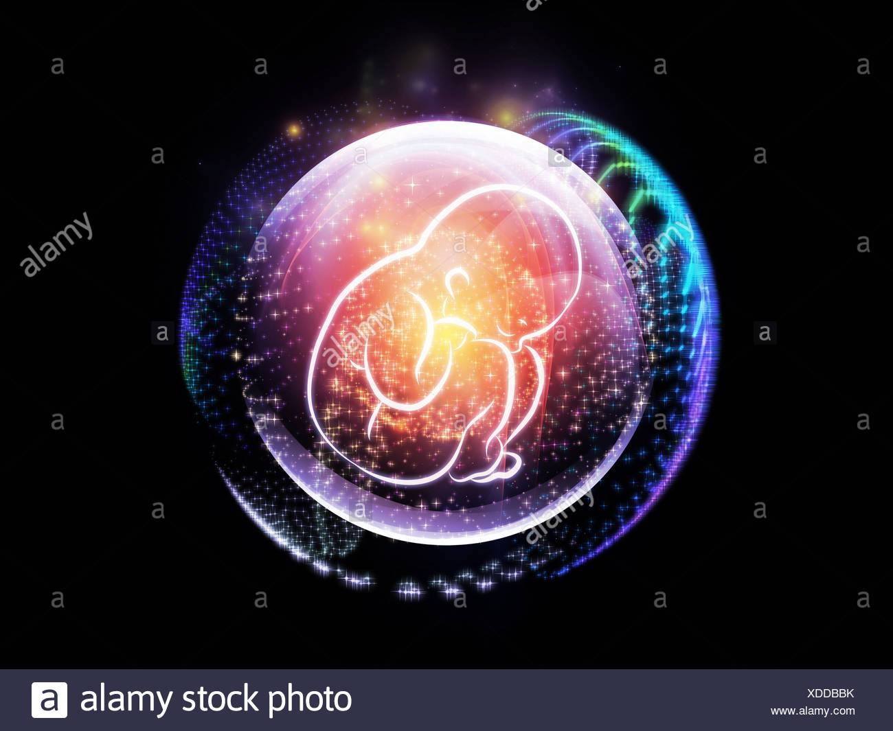 Fetus In Utero Fetal Development Stock Photos & Fetus In Utero Fetal ...