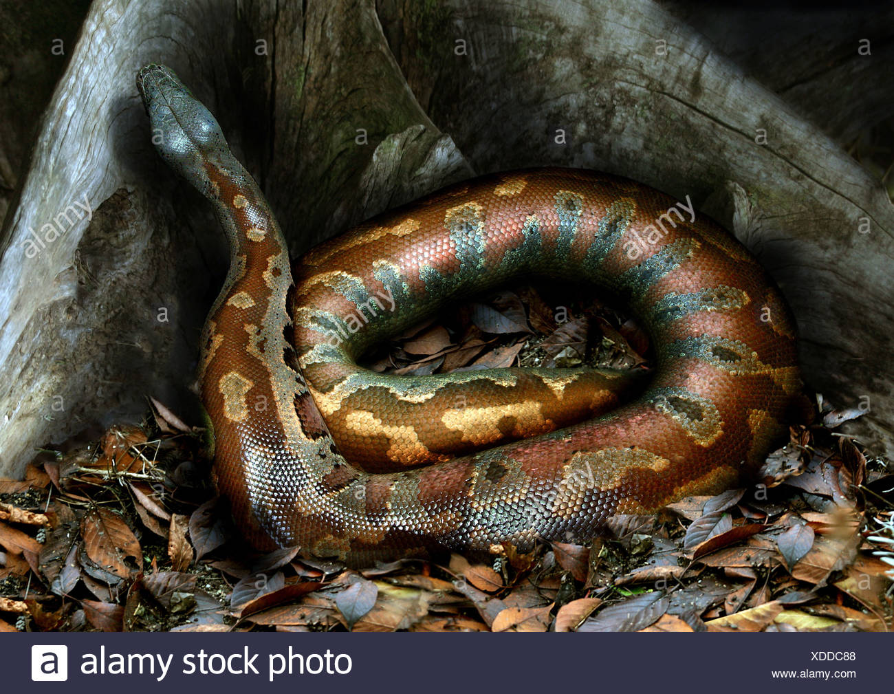 Malayan Short Python Python Curtus Brongersmai High Resolution Stock ...