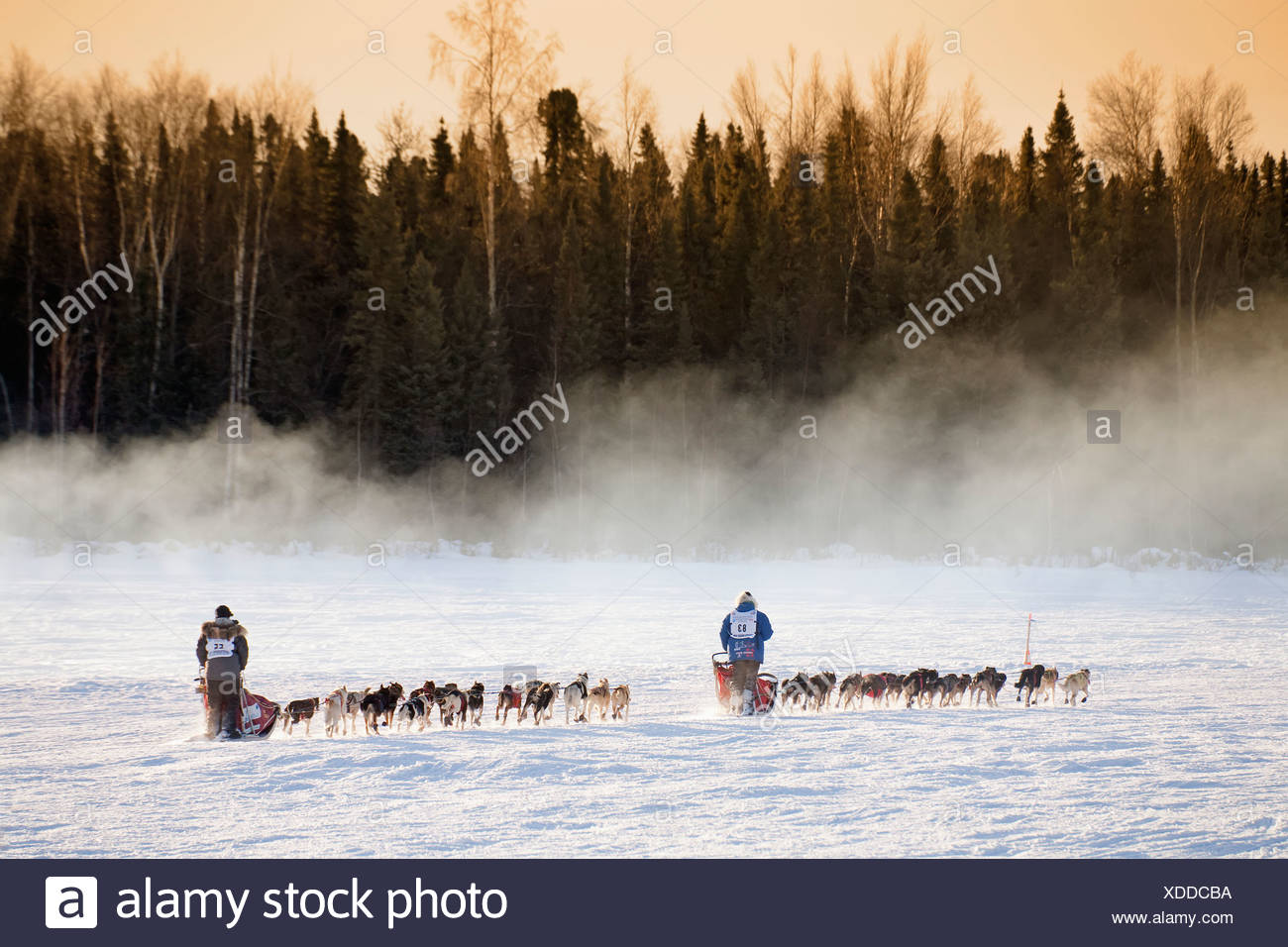 R Scdoris High Resolution Stock Photography and Images - Alamy