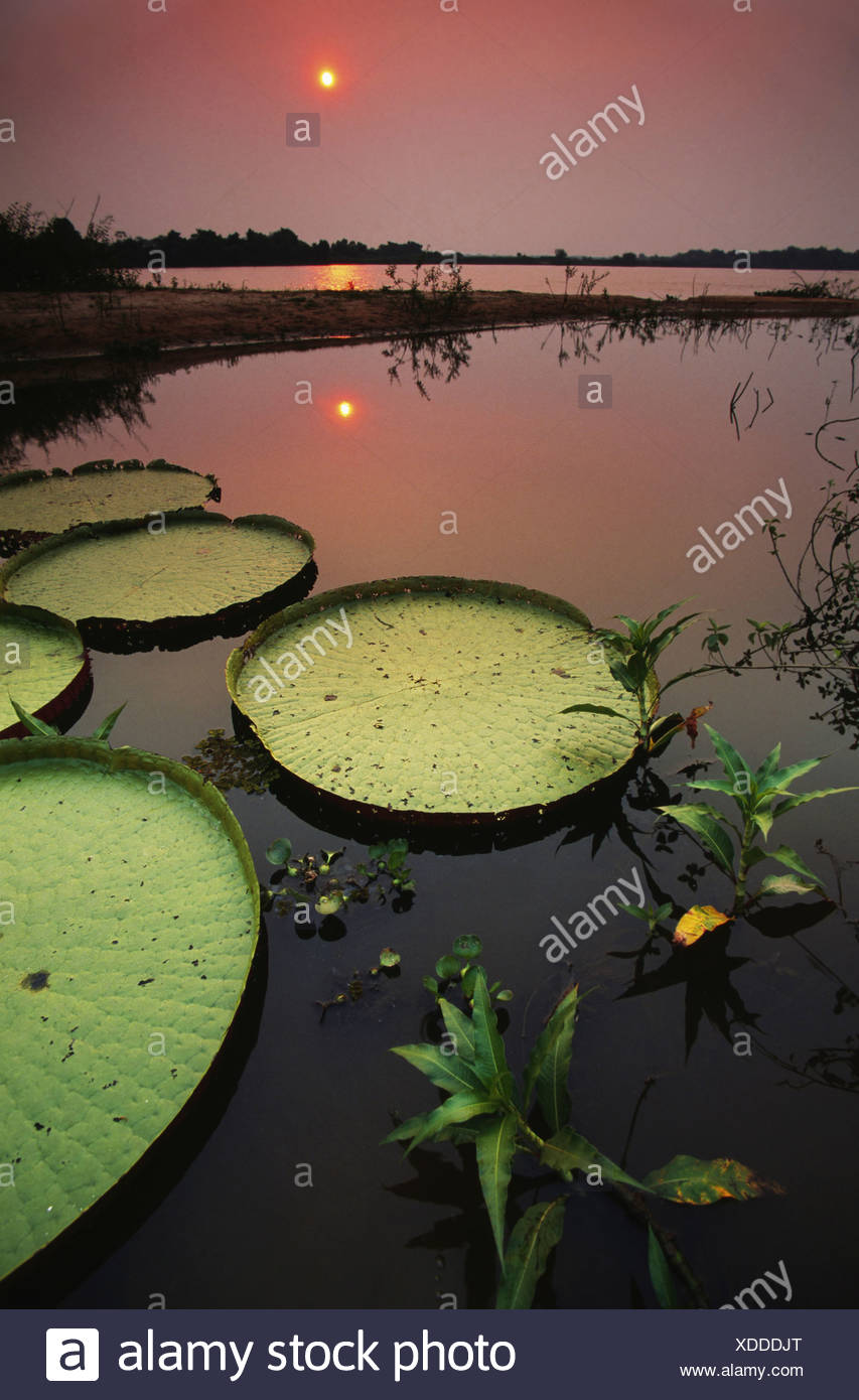 Victoria Regia Lily High Resolution Stock Photography and Images - Alamy