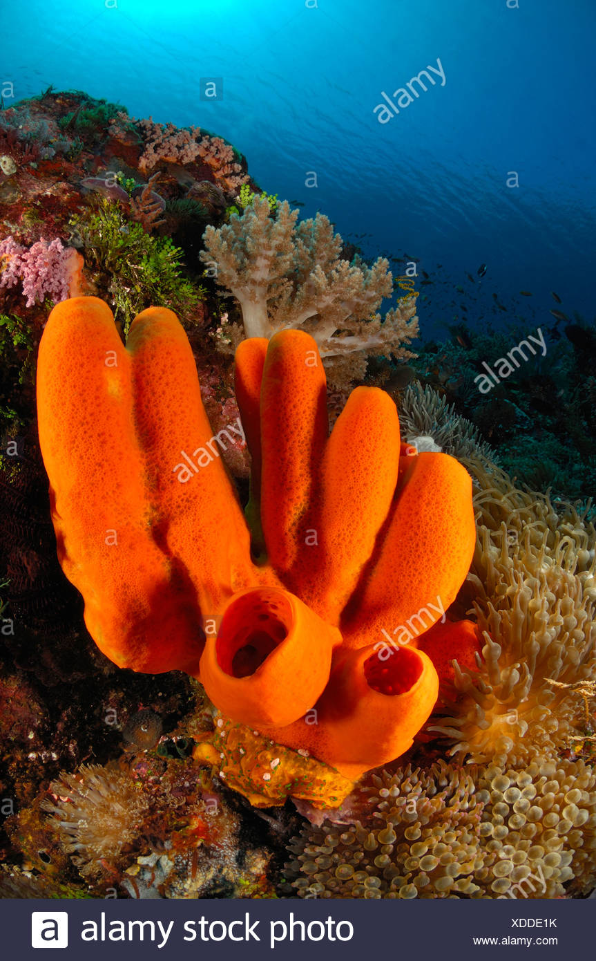 Sponge Coral Reef High Resolution Stock Photography and Images - Alamy