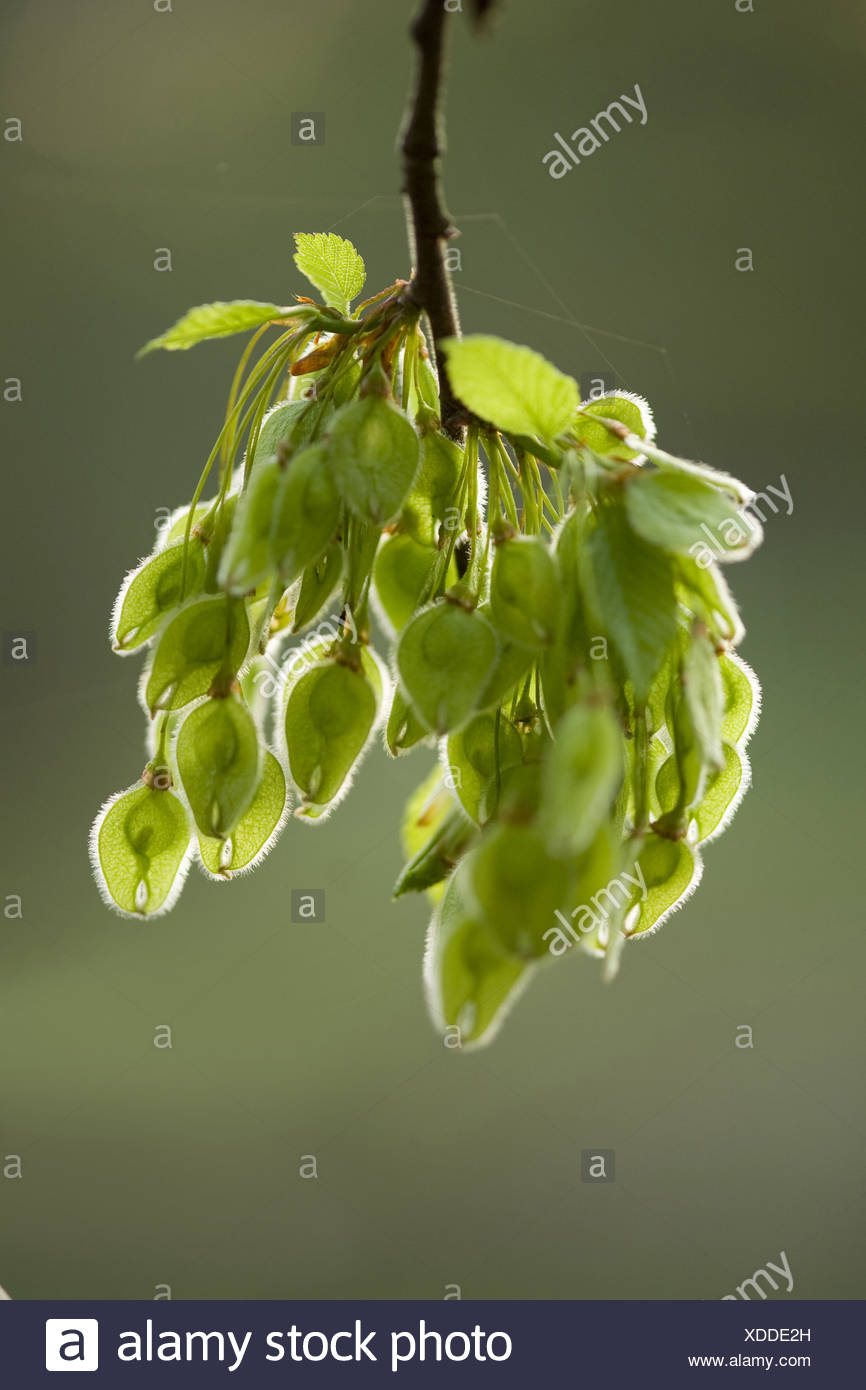 Elm Ulmus Tree Seeds High Resolution Stock Photography and Images - Alamy
