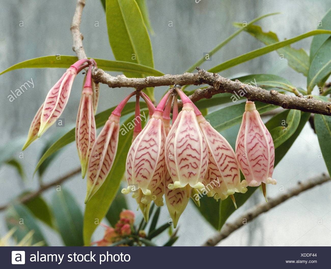 Agapetes High Resolution Stock Photography and Images - Alamy