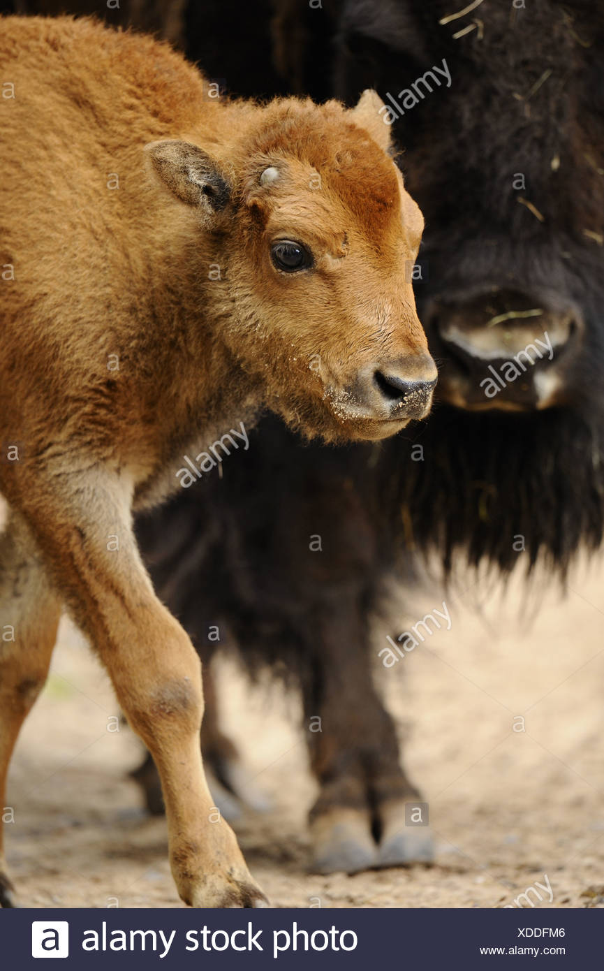 Side View Bison American Buffalo High Resolution Stock Photography and ...