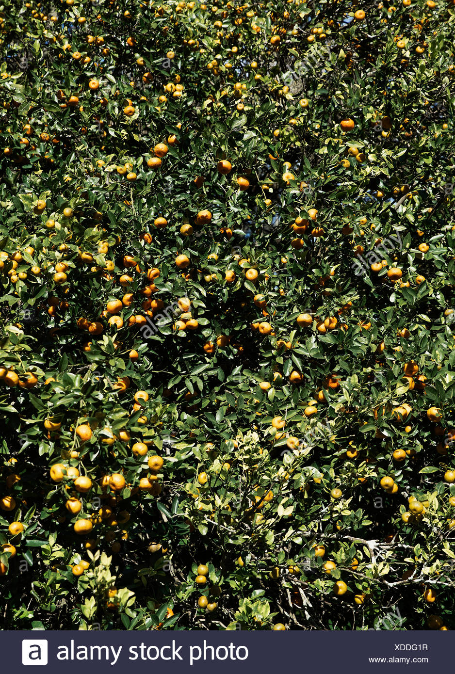 Florida Oranges Stock Photos & Florida Oranges Stock Images - Alamy