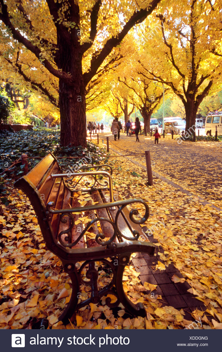Bench Leaves High Resolution Stock Photography and Images - Alamy