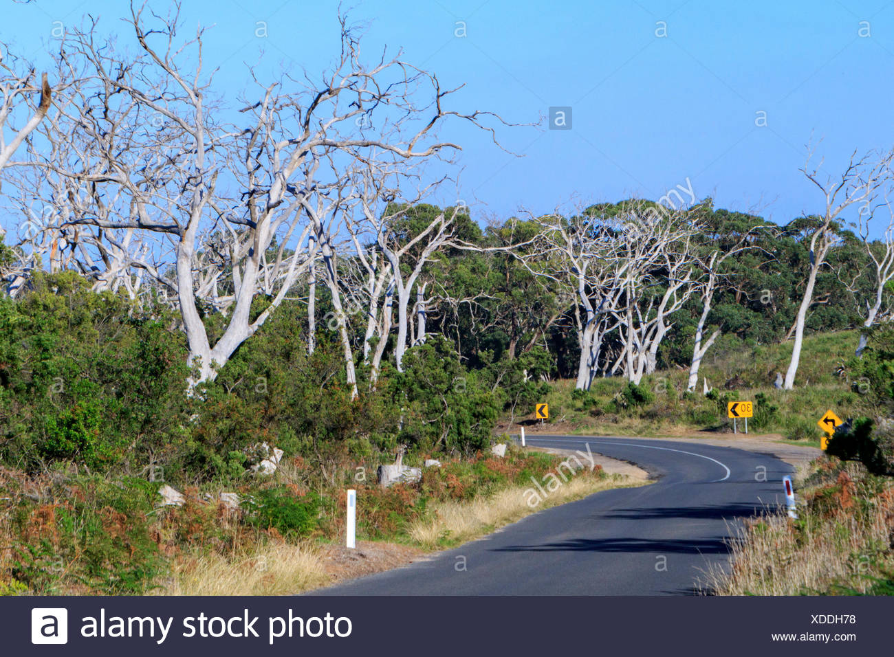Gum Cape High Resolution Stock Photography and Images - Alamy