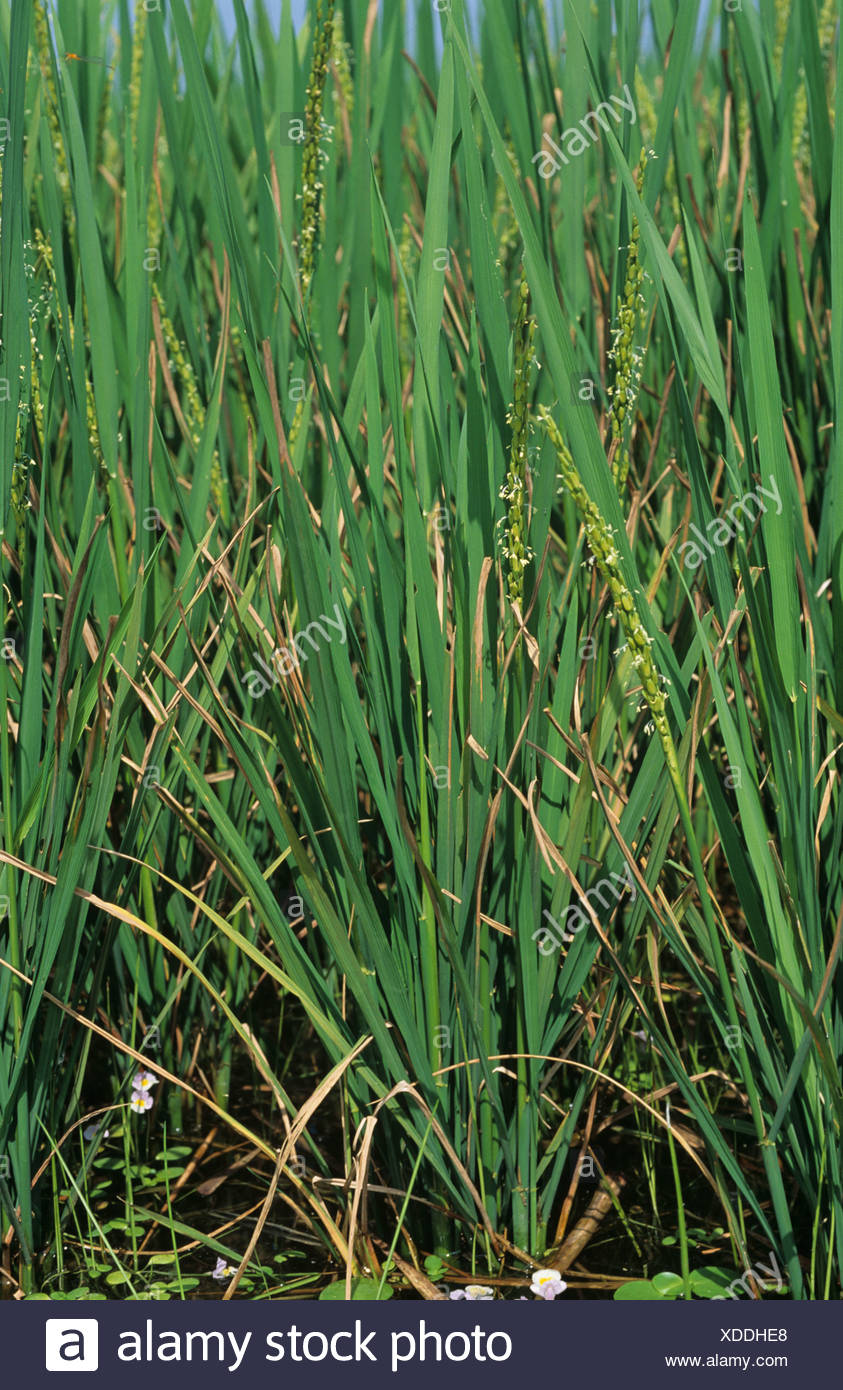 Xanthomonas High Resolution Stock Photography and Images - Alamy