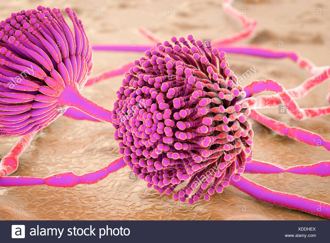 Aspergillus Fungus High Resolution Stock Photography and Images - Alamy